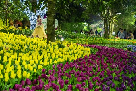 한 겨울 튤립부터 백합까지 화려한 꽃이 그립다면 매일경제