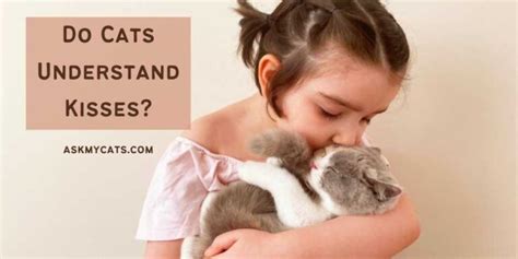 Do Cats Understand Kisses Do Cats Know We Love Them