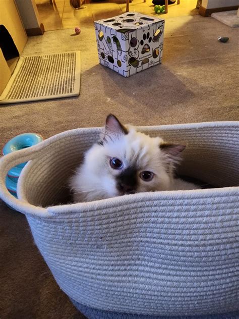 Silly Sammy At It Again Rragdolls