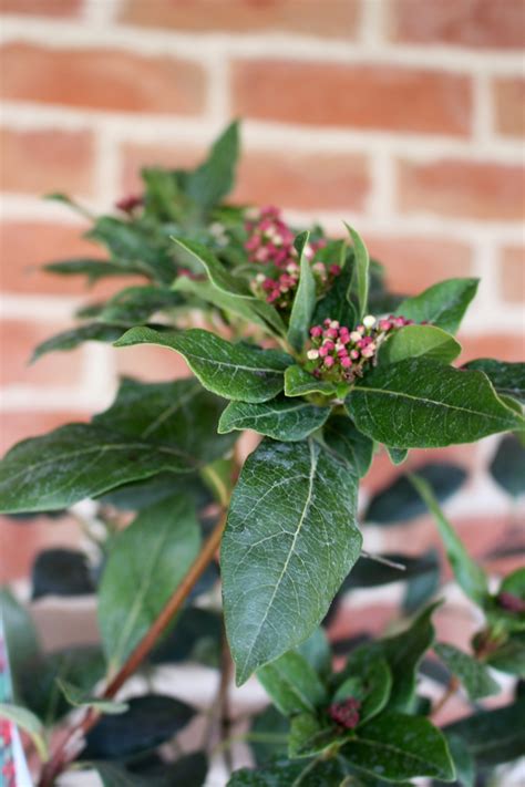 Laurier Tin Gwenllian Plante Extérieure La Fontaine Fleurie