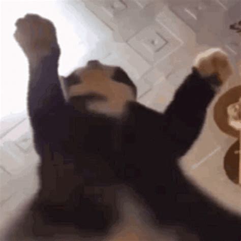 Catto Sex GIF Catto Sex Secks Discover Share GIFs