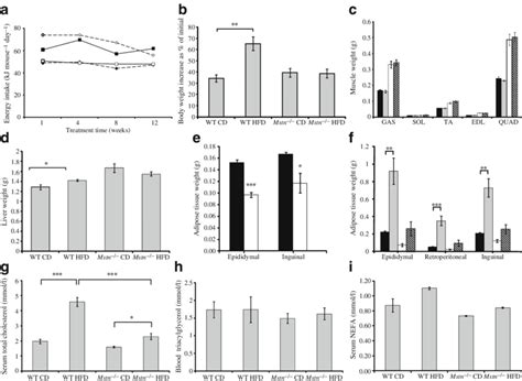 Lean Phenotype In Mstn Deficient Mice A Energy Intake Kj Mouse −1 Day