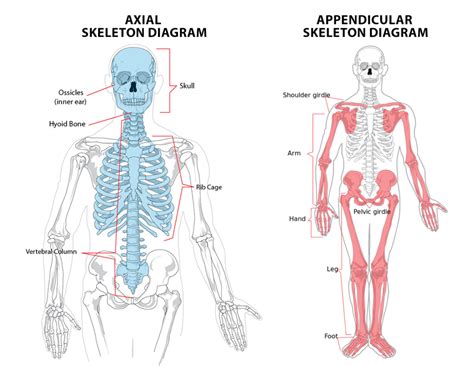 Appendicular And Axial Skeleton Anatomy Anatomy Info