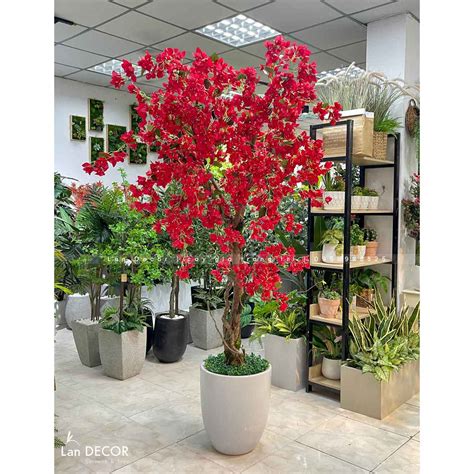 ChẬu CÂy Hoa GiẤy ĐỎ Trang TrÍ Ban CÔng 2m2 Cc892 Tổng Kho Sỉ Cây