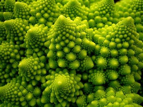 Earths Most Stunning Natural Fractal Patterns On Wired Science Fractals In Nature Geometry