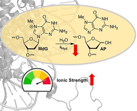 核小体核心颗粒离子强度的局部改变及其对 N7 甲基 2 脱氧鸟苷脱嘌呤的影响 Biochemistry X Mol