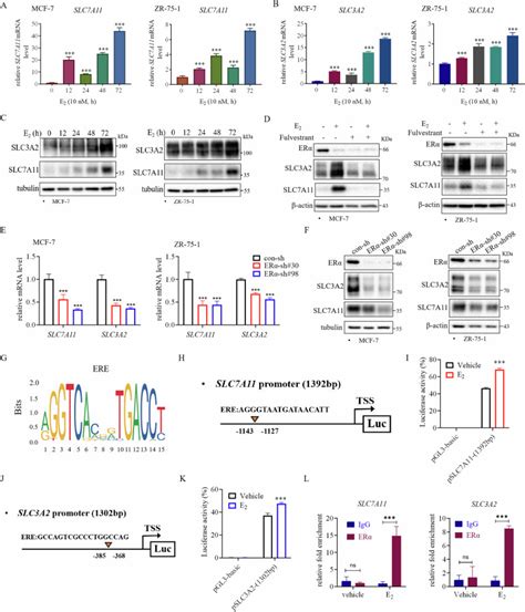 Targeting Estrogen Regulated System Xc− Promotes Ferroptosis And