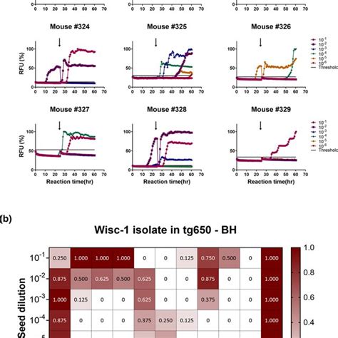 Prion Seeding Activity In Brains Of Cwd Wisc1 Inoculated Transgenic Download Scientific Diagram