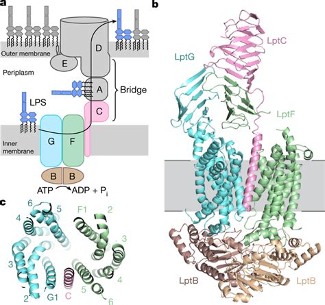 Crystal Structure Of The Inner Membrane Complex Of The Lps Transport Download Scientific