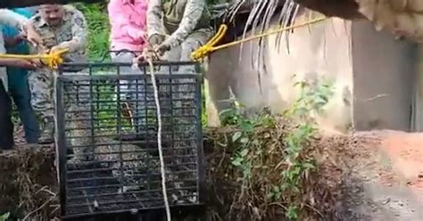 Watch Forest Officials Rescue Leopard That Fell In Open Well Asianet