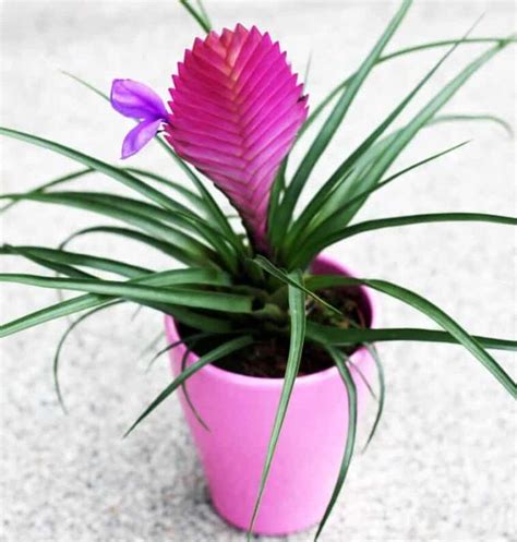Types Of Bromeliads Varieties Growing And Care Guide In 2024