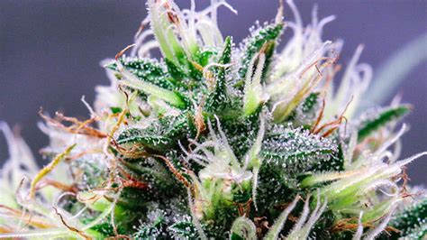 Flavonoides O que são e o que fazem Cannalize