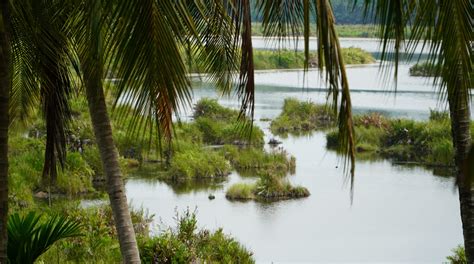Indonesia 300 Hectares Of Wetlands Protected Rainforest Rescue