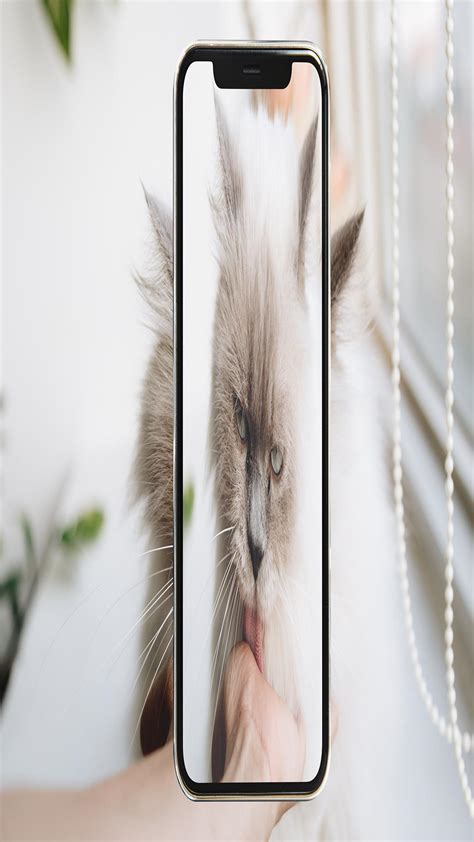 Fond Ecran Cute Cut Wallpaper Apk Download For Android Latest Version