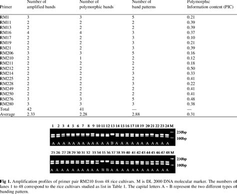 Resolving Power Value Of Polymorphic Primers Download Table