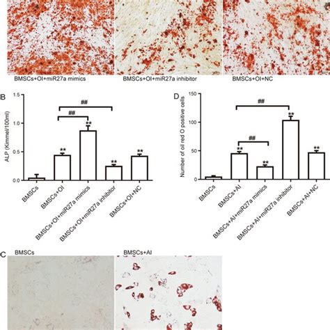 Osteogenic Differentiation And Adipogenic Differentiation Of Bmscs