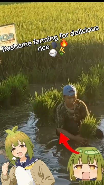 Bashame Rice Meme Shorts Bashame Bashamememe Funny Lingangulguli