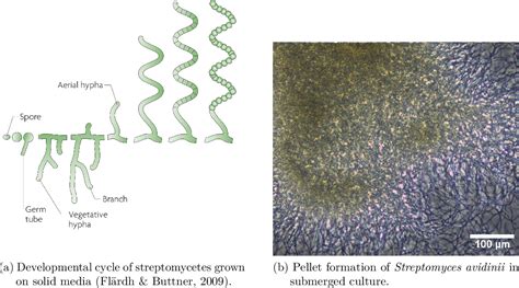 Development Of Methods For The Production And Purification Of