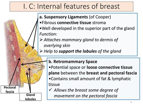 Anatomy Of The Mammary Gland Mbbs Pdf Medical Health