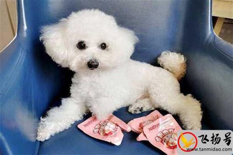 比熊犬多少钱一只（比熊犬好养吗） 飞扬号