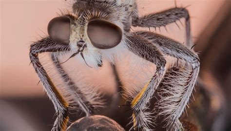 Page 6 Disgusting Insect Photos Download Free High Quality Pictures