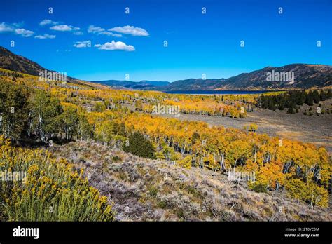 The Pando Largest Living Organism On Planet Earth Aspen Clones From A