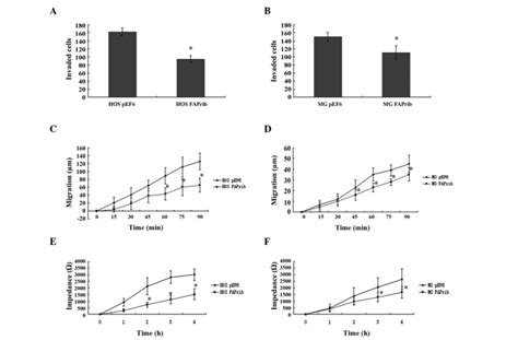 Knockdown Of Fap Decreases Cell Invasion Migration And Motility In