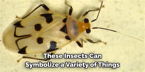 True Bug Spiritual Meaning Symbolism And Totem Detailed Guide
