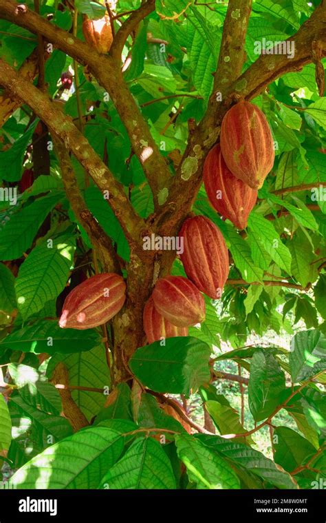 Cocoa Pods Hanging On A Branch Stock Photo Alamy