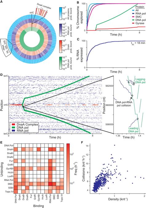 A Whole Cell Computational Model Predicts Phenotype From Genotype Cell
