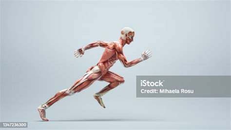 흰색 배경에서 실행되는 남성 근육 시스템 건강한 라이프 스타일과 스포츠 개념 이것은 3d 렌더 그림입니다 근육에 대한 스톡 사진