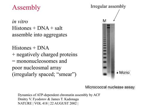 Ppt Chromatin Assembly Powerpoint Presentation Free Download Id