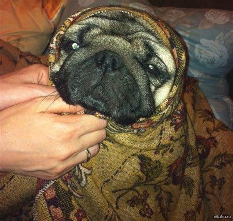 Мопс попс | Пикабу
