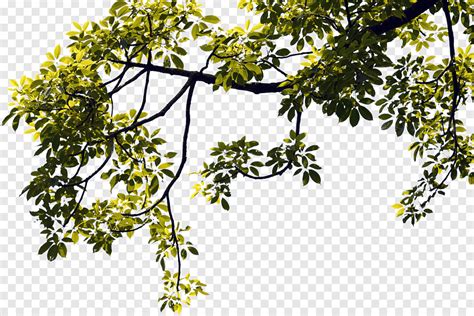 Tree Branch Png