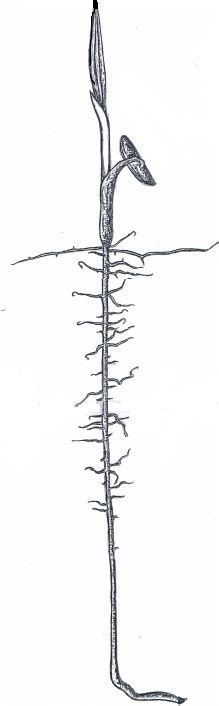 Root System Of The Date Palm Seedling 64 Days After Germination Download Scientific Diagram
