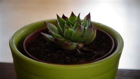 Succulents Houseleek Free Photo On Pixabay Pixabay