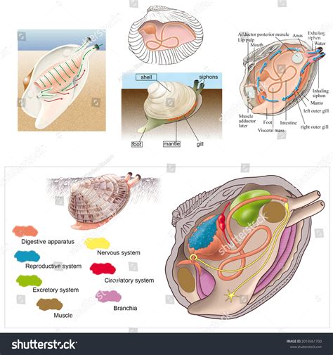 Mollusk Diagram