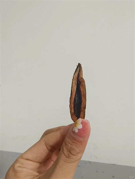 第一次尝试槟榔太难吃了 花瓣网