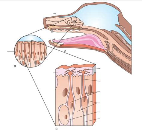 Diagram Of Olfactory Quizlet