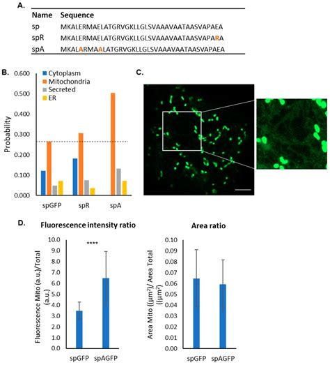 An Interplay Between Mitochondrial And Er Targeting Of A Bacterial Signal Peptide In Plants