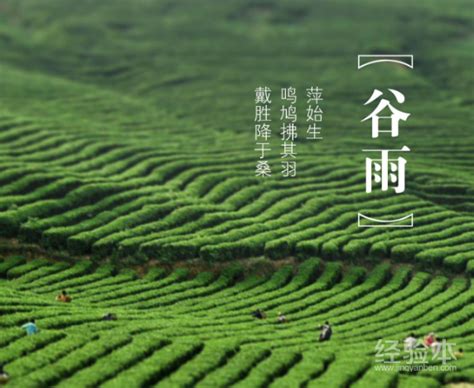 谷雨是什么意思 雨生百谷适合种植庄稼 教育经验本
