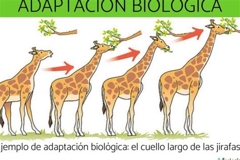 Ejemplos De Reproducción En La Naturaleza Y Su Importancia