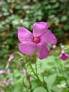 Category Oxalis Articulata Flower Wikimedia Commons