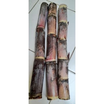 Jual Tebu Merah Bibit Tebu Merah Kg Shopee Indonesia