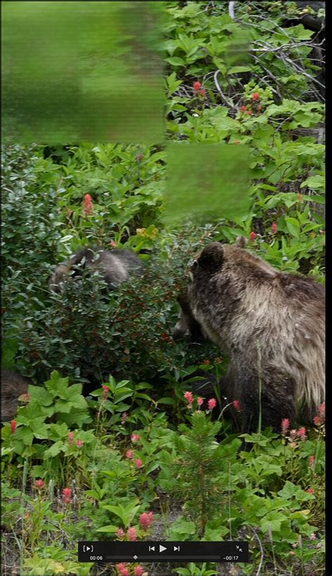 Video Ai Page 2 Bugs And Issues Topaz Community