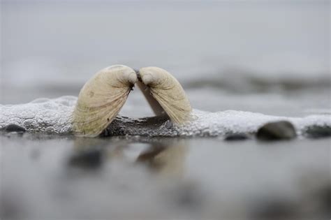 Premium Photo Close Up Of Bivalve Type Seashell On Beach