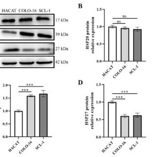 Changes In MRNA Expression Of Different HSPs In CSCC A QPCR Results