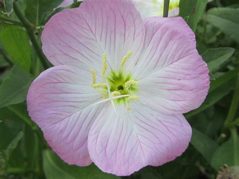 Mexican Evening Primrose Photograph By Rachel Nusz