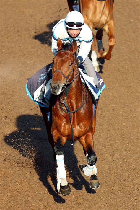 【東京新聞杯】マイルcs3着のジャスティンカフェが重賞2勝目へ 安田翔調教師「東京は競馬がしやすい」 スポーツ報知
