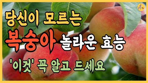 복숭아와 상극인 음식 Top 3 절대 같이 섭취하시면 안됩니다 건강한 노년기 위해 먹는 복숭아 꼭 이렇게 드세요 암과 치매 예방할 수 있습니다 Youtube